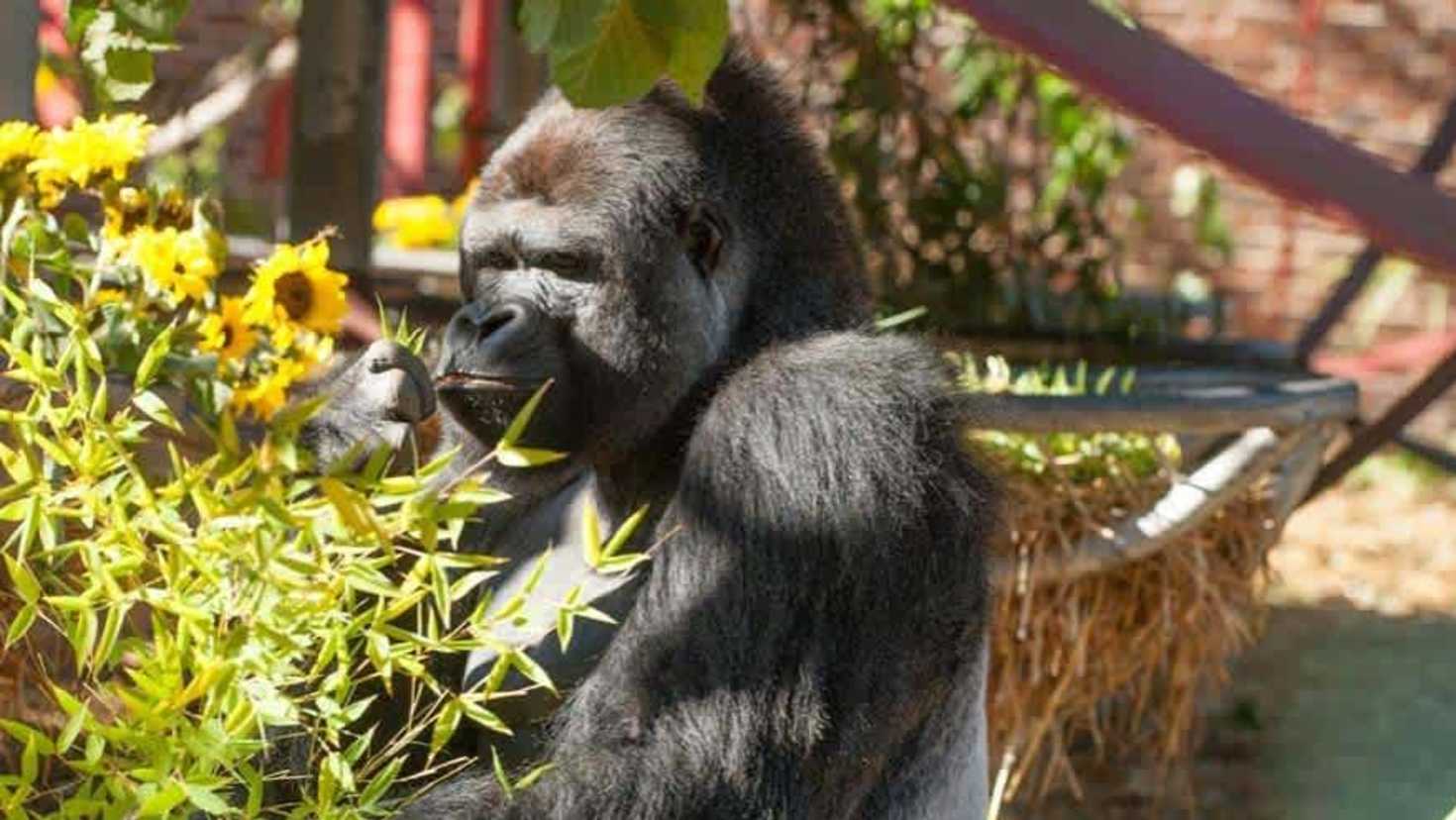 Howletts Wild Animal Park Tickets | 25% Off Gate Price
