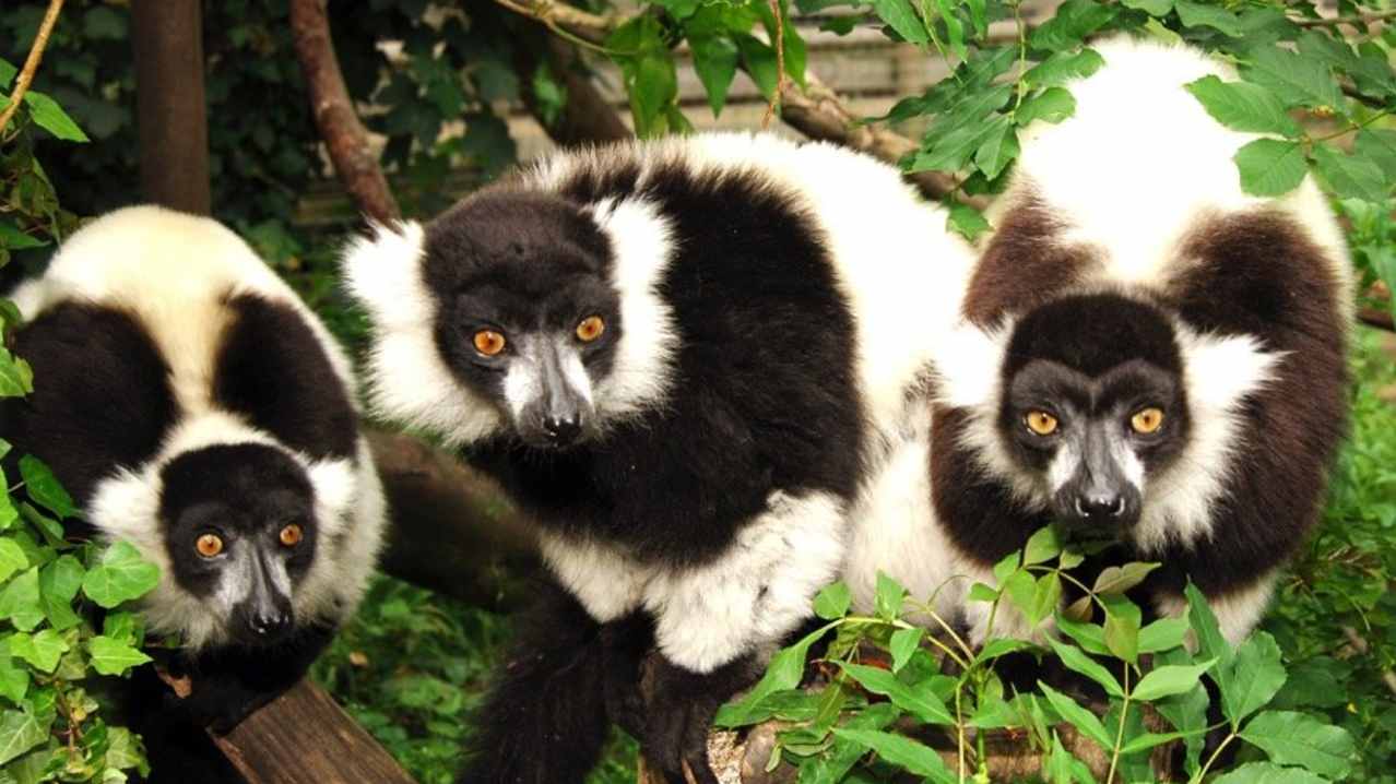 Shepreth Wildlife Park - A Really Wild Day Out