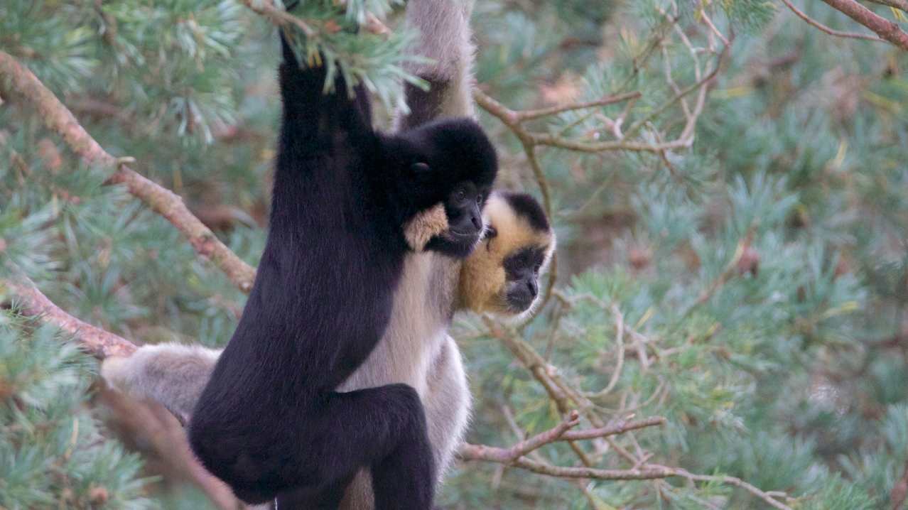 Monkey World - Ape Rescue Centre | Day Out With The Kids