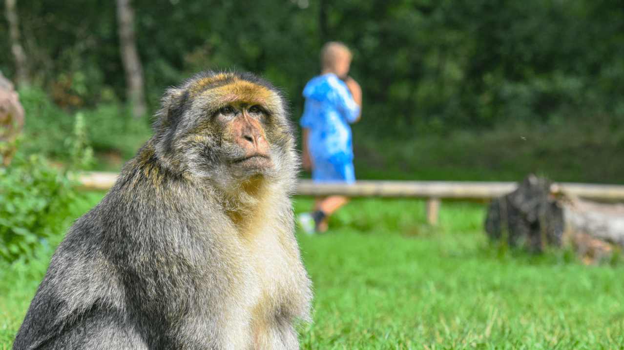 Trentham Monkey Forest | Staffordshire | Plan Your Visit