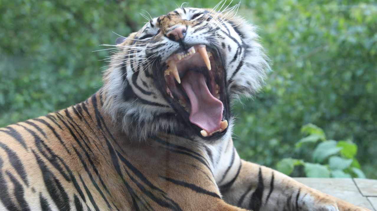 Edinburgh Zoo - A Wild Day Out for Families