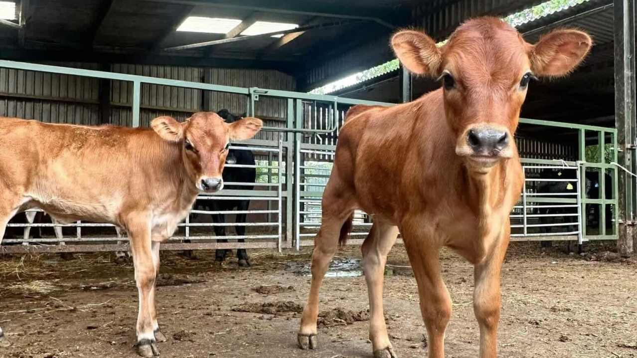 Walnut Tree Farm Park | Newport | Plan Your Visit