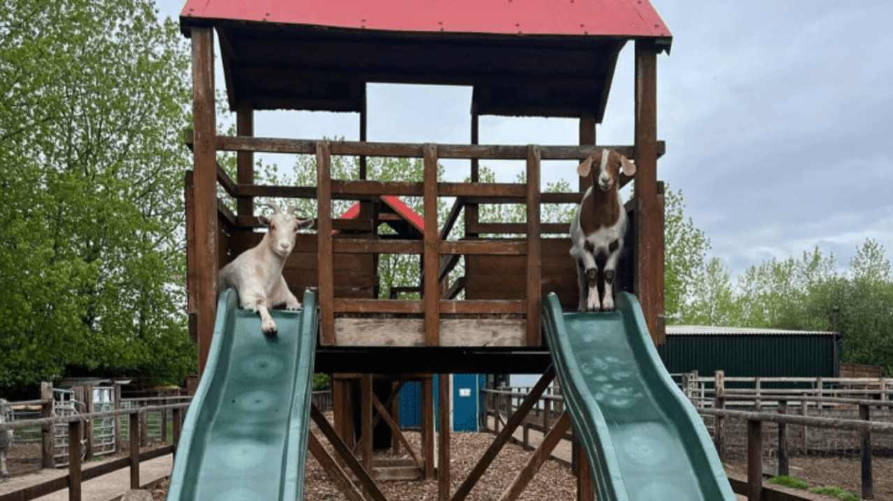 Walnut Tree Farm Park | Newport | Plan Your Visit