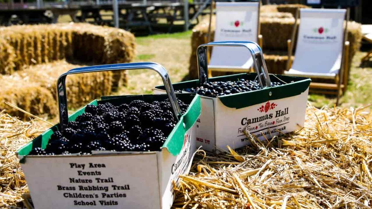 Cammas Hall Farm | Day Out With The Kids
