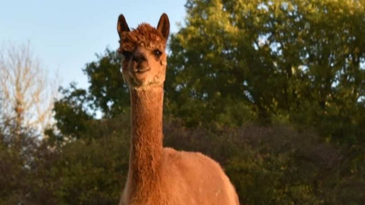 Hopefield Animal Sanctuary | Day Out With The Kids
