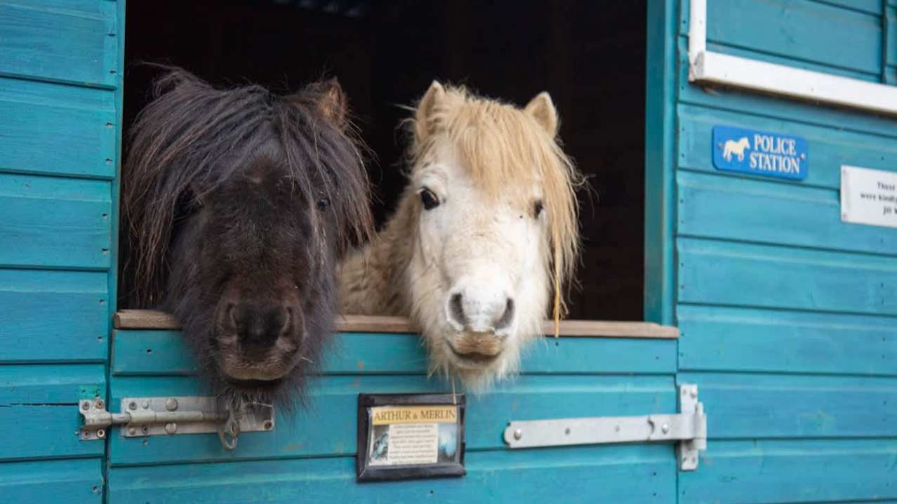 Hopefield Animal Sanctuary | Day Out With The Kids