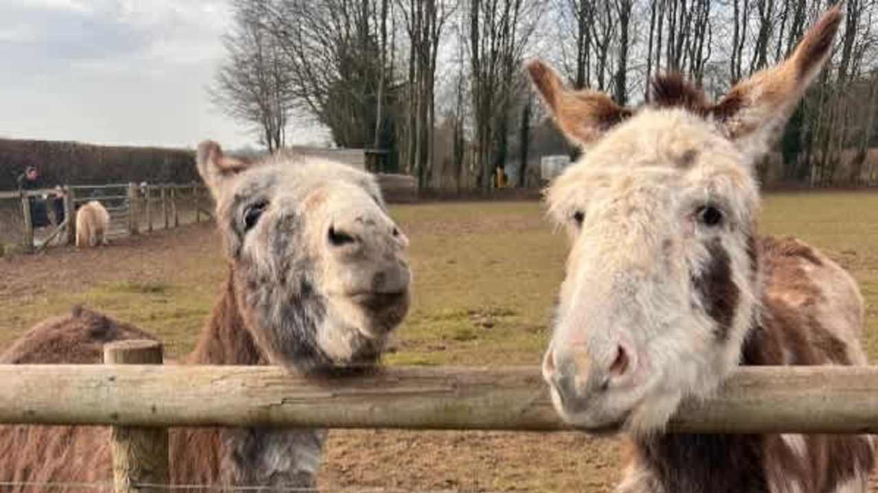 Cholderton Rare Breeds Farm | Day Out With The Kids