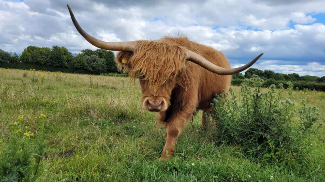 Cholderton Rare Breeds Farm | Day Out With The Kids