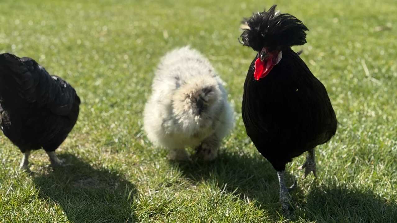 Cholderton Rare Breeds Farm | Day Out With The Kids