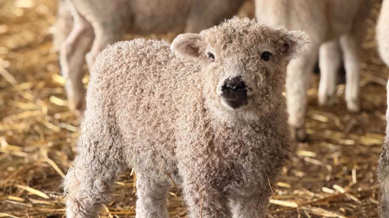 Cholderton Rare Breeds Farm | Day Out With The Kids