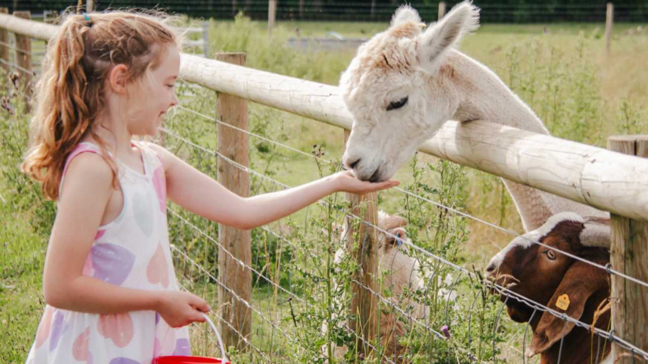 Cholderton Rare Breeds Farm | Day Out With The Kids