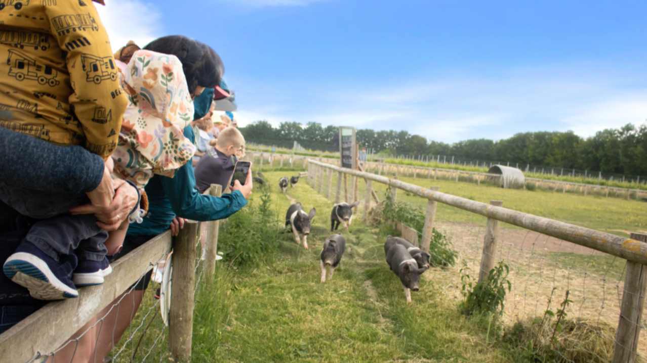 Cholderton Rare Breeds Farm | Day Out With The Kids