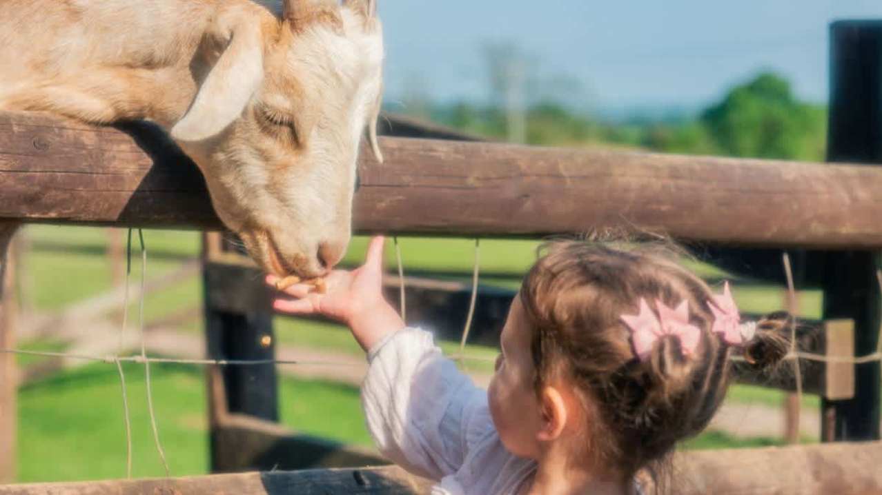 Windmill Farm Park | Day Out With The Kids