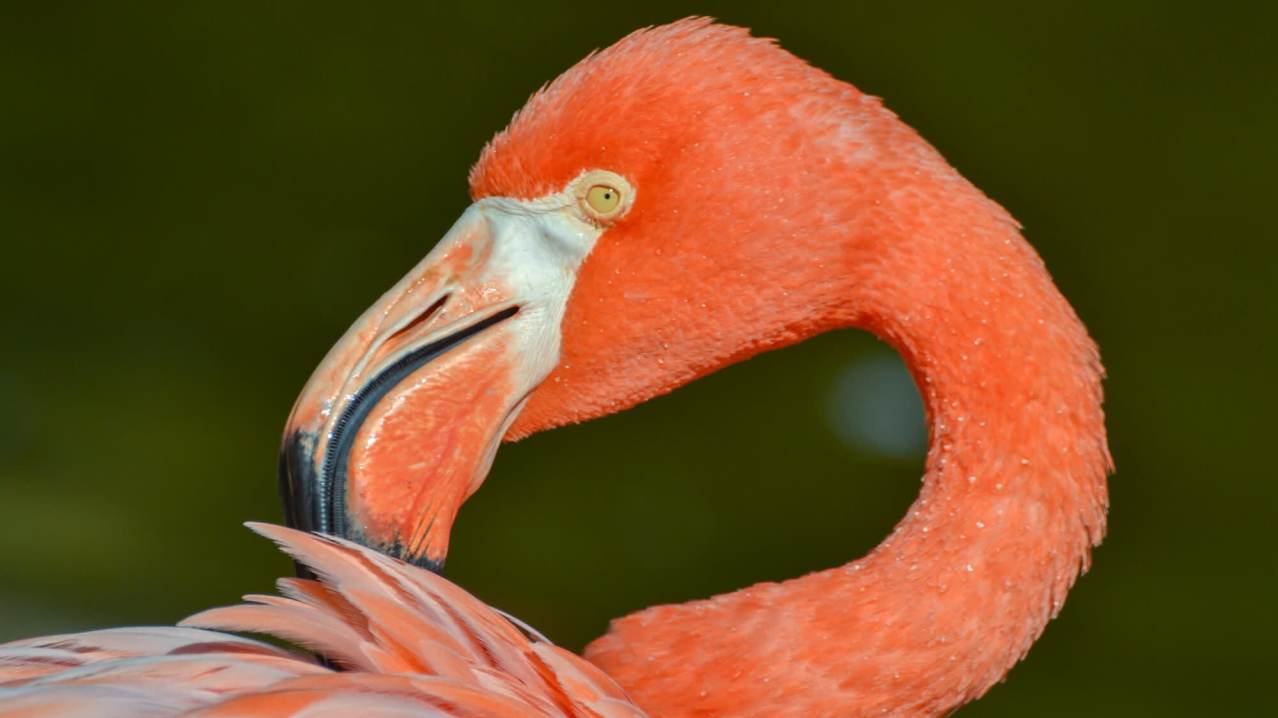 WWT Llanelli Wetland Centre | Day Out With The Kids
