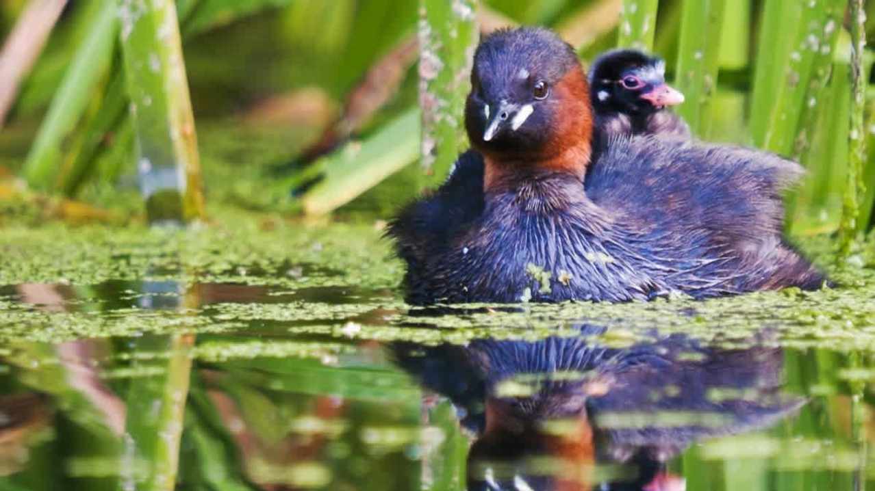 WWT Llanelli Wetland Centre | Day Out With The Kids