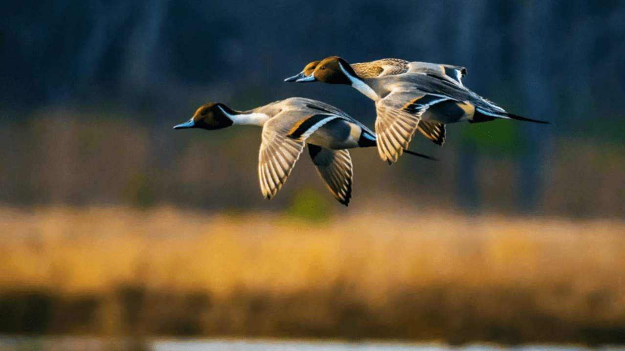 WWT Llanelli Wetland Centre | Day Out With The Kids