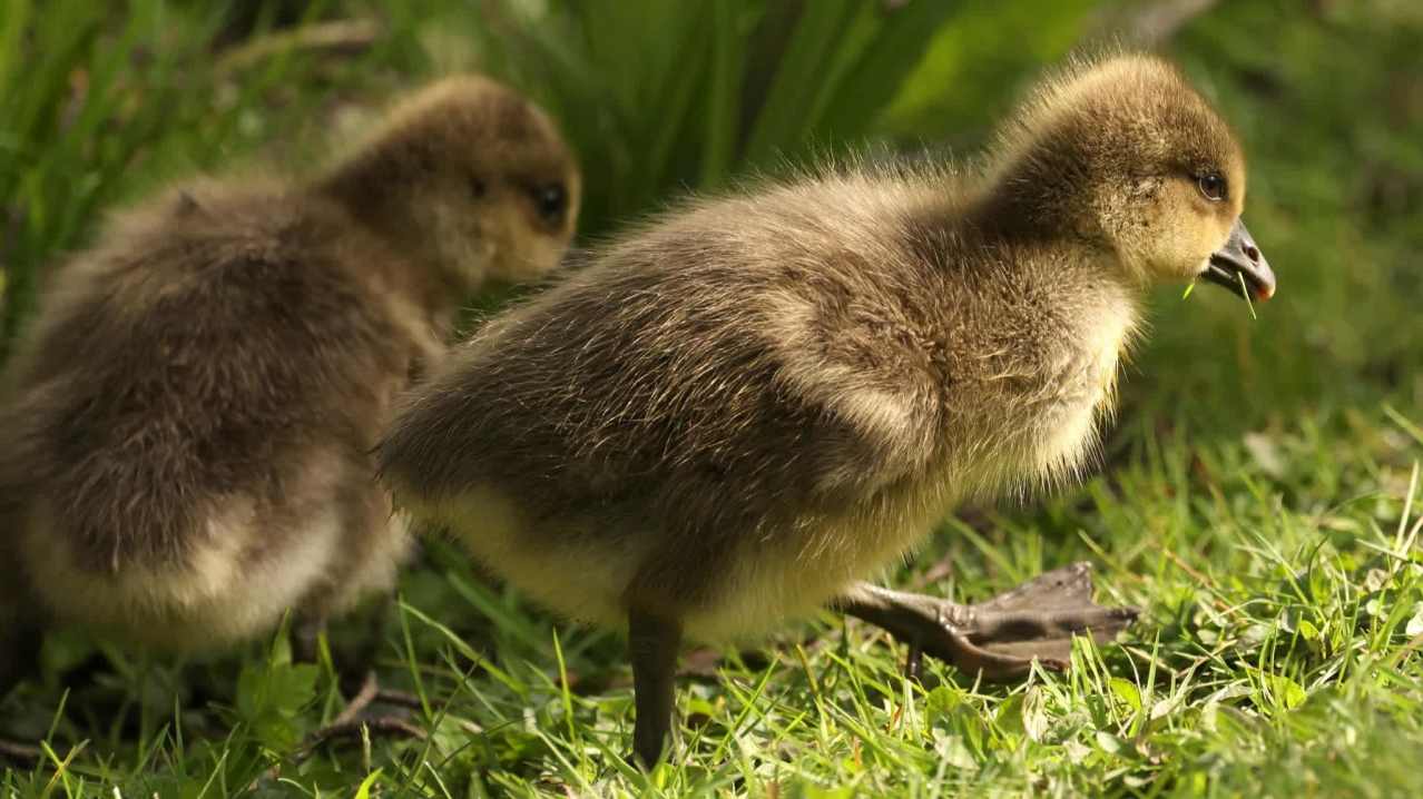 WWT Llanelli Wetland Centre | Day Out With The Kids