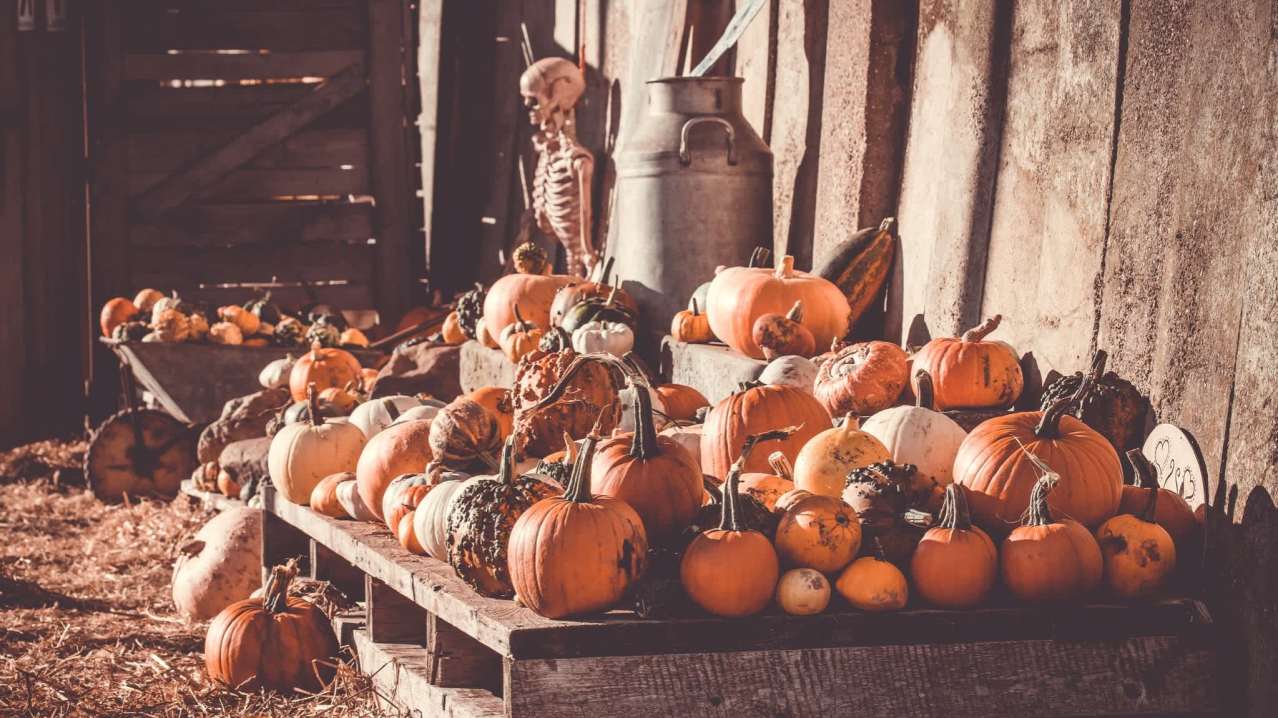 Halloween Farm | Day Out With The Kids