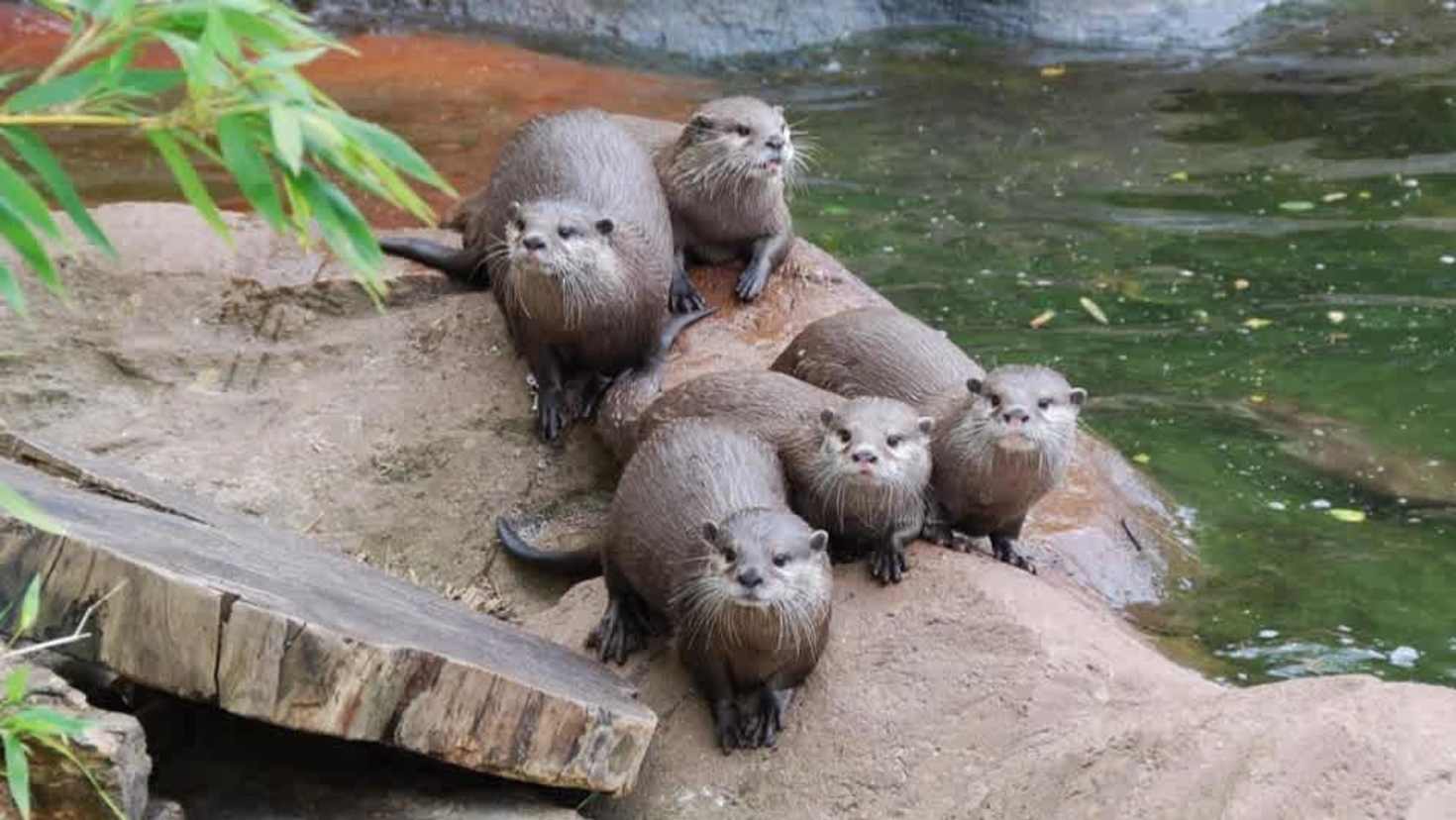 ZSL London Zoo Tickets | Best Value Online