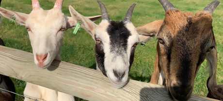 Mini Meadows Farm | Northampton | Plan Your Visit