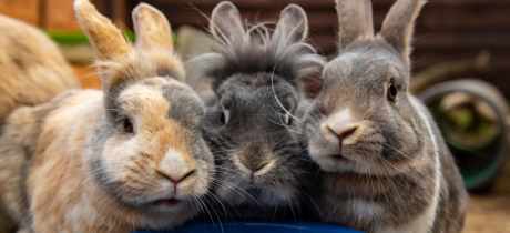 Hopefield Animal Sanctuary | Day Out With The Kids