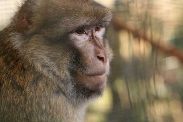 Wild Futures Monkey Sanctuary | Day Out With The Kids