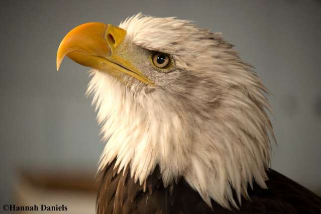 Eagle Heights Wildlife Foundation | Day Out With The Kids