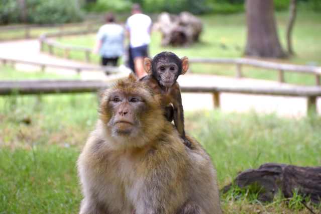 Trentham Monkey Forest | Staffordshire | Plan Your Visit