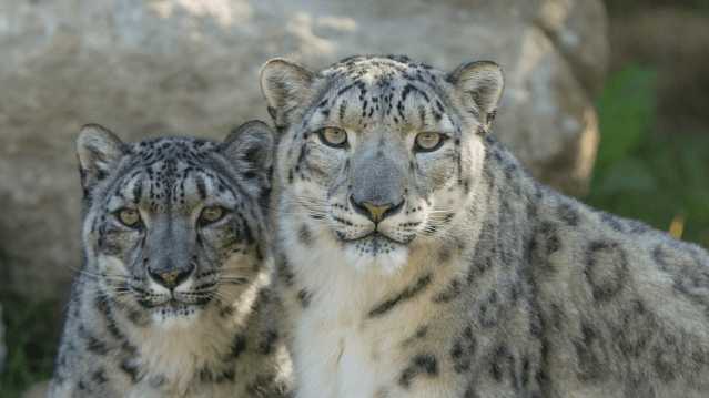 Howletts Wild Animal Park | Day Out With The Kids