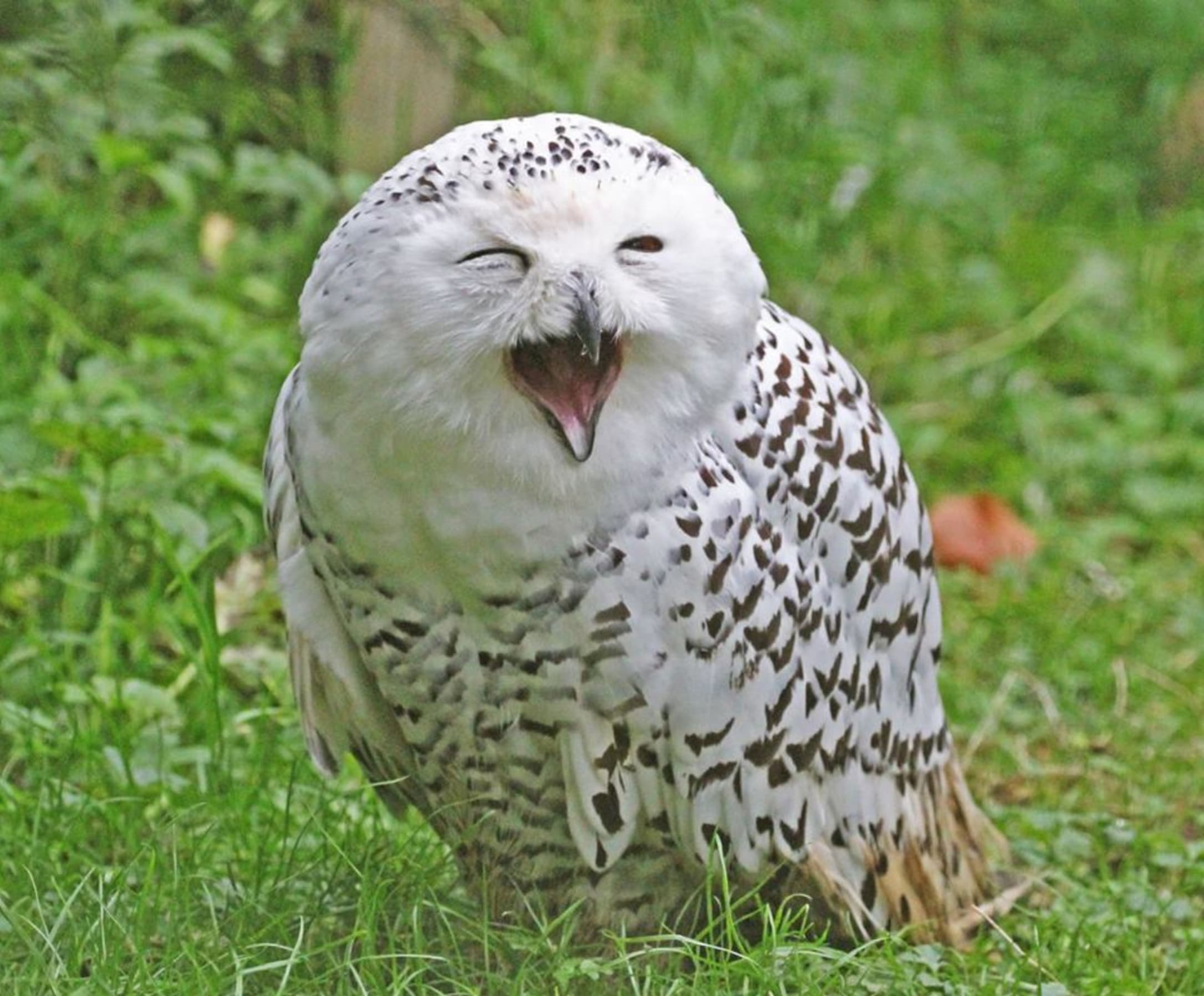 World of Owls | Day Out With The Kids