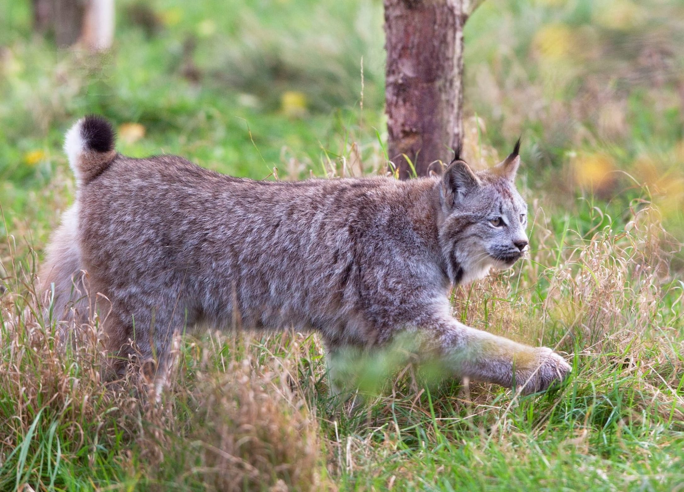 Hamerton Zoo Park | Day Out With The Kids