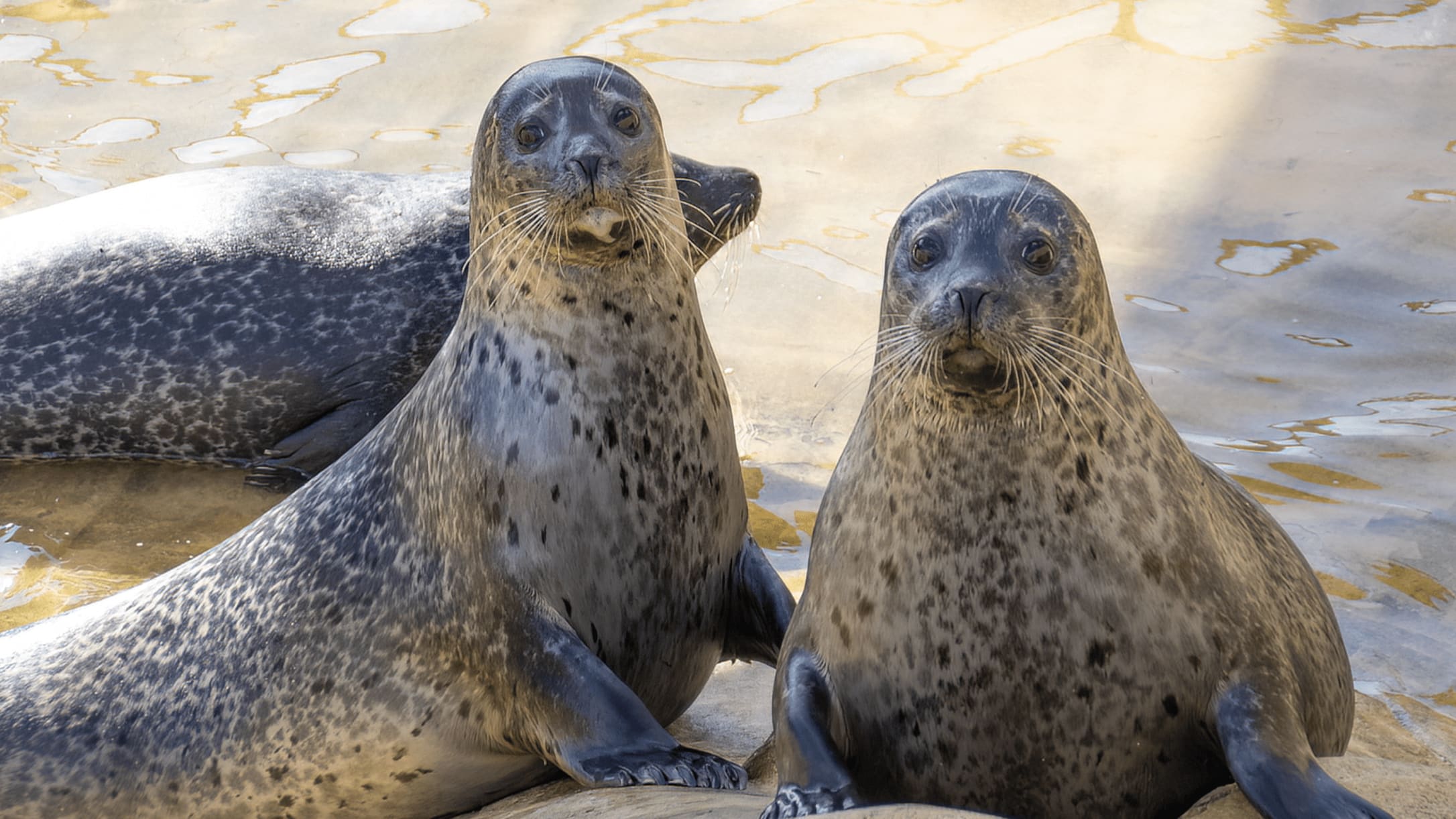 Cornish Seal Sanctuary | Day Out With The Kids