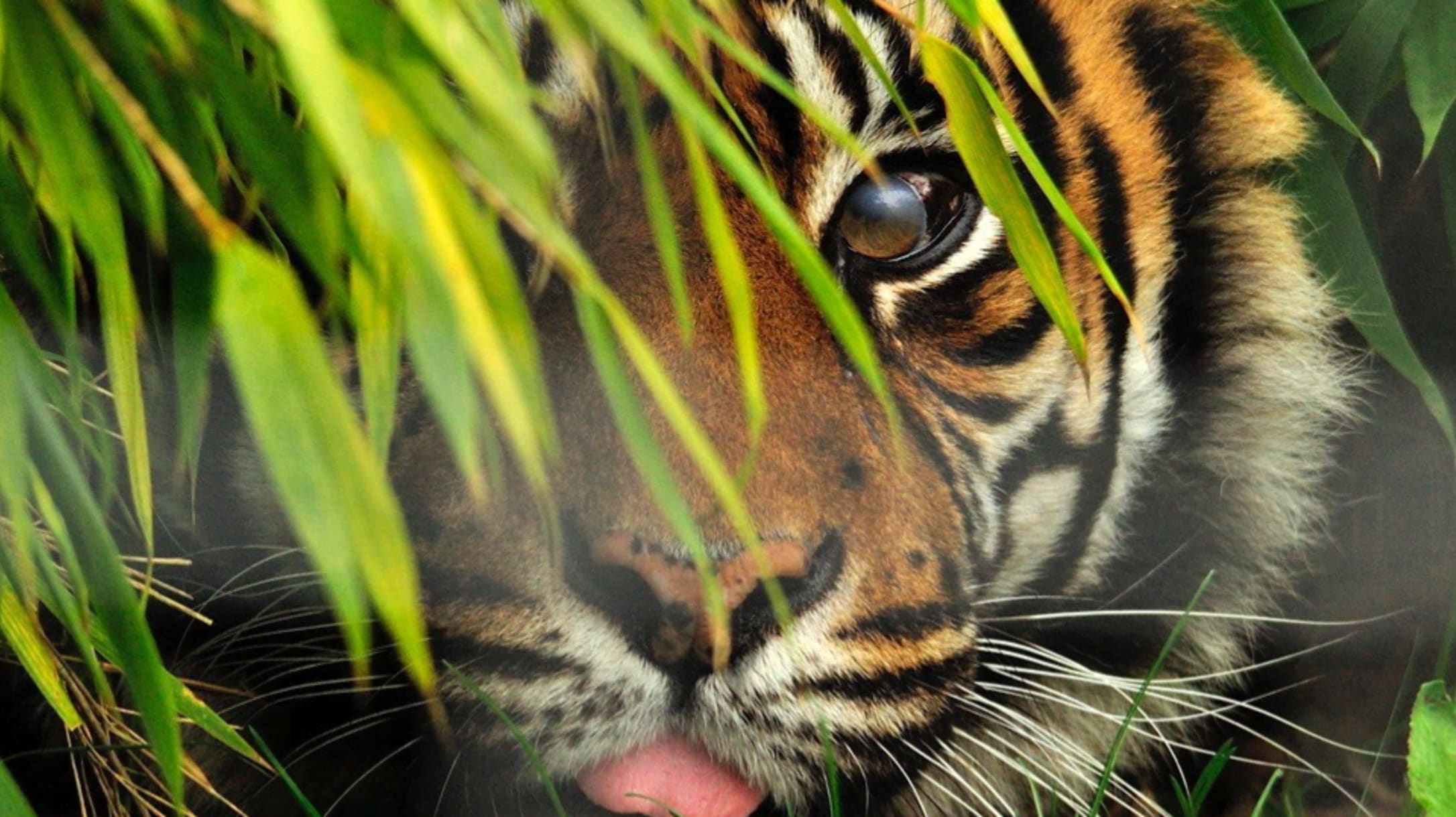 Shepreth Wildlife Park - A Really Wild Day Out