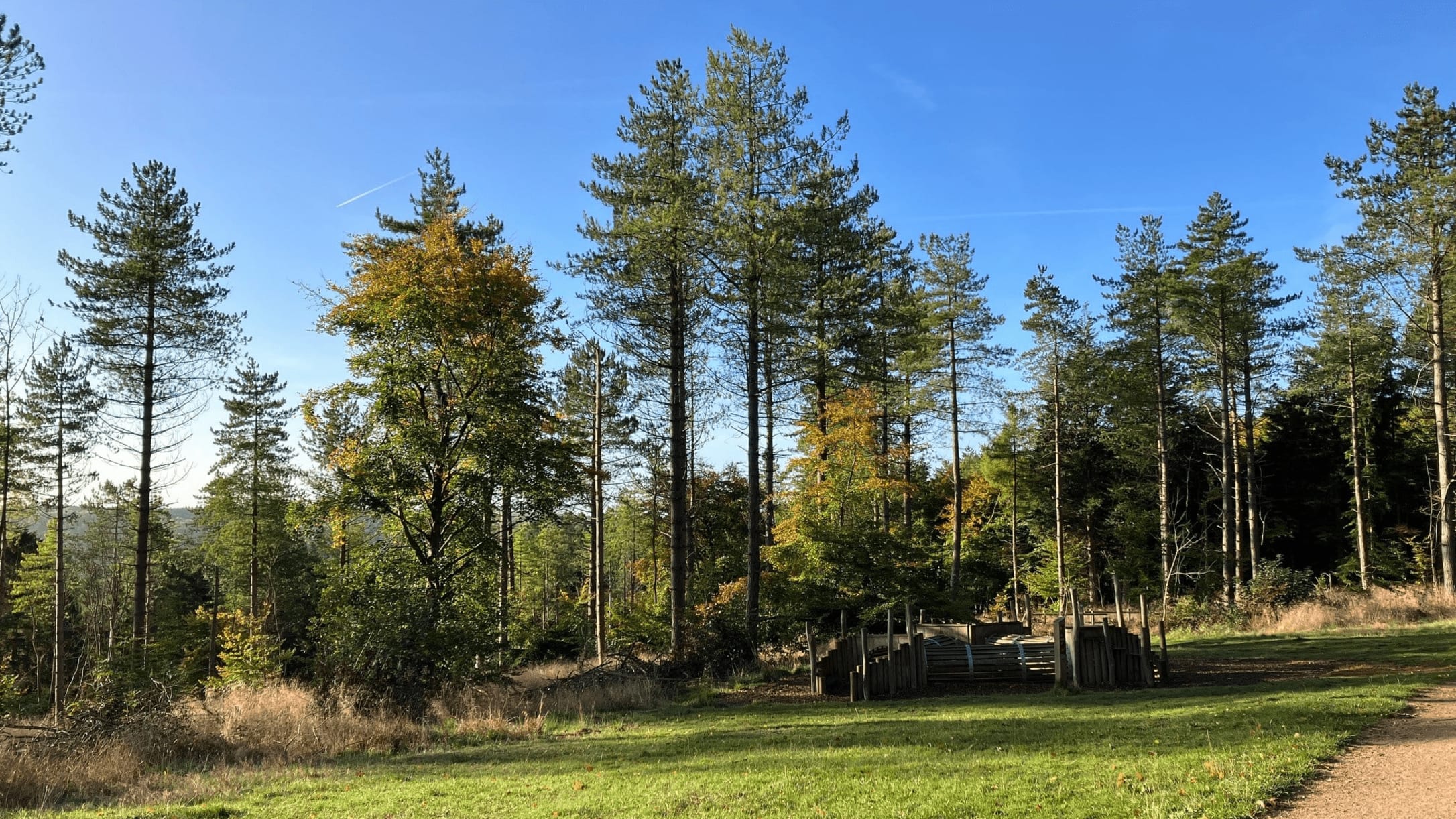 Wendover Woods, Forestry England