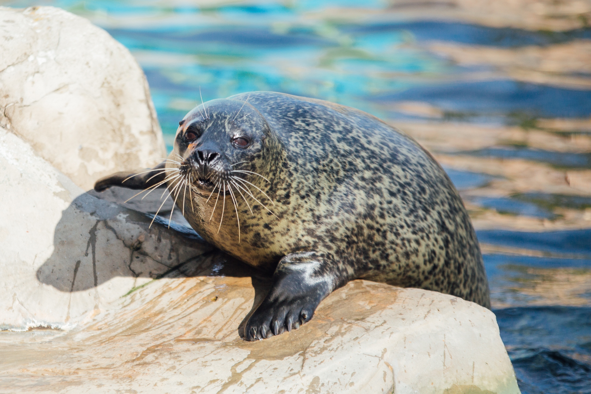 Buy SEA LIFE Centre Weymouth Tickets | Best Price | DOWTK