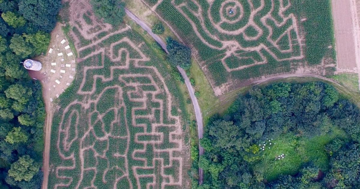 Quex Maize Maze | Day Out With The Kids