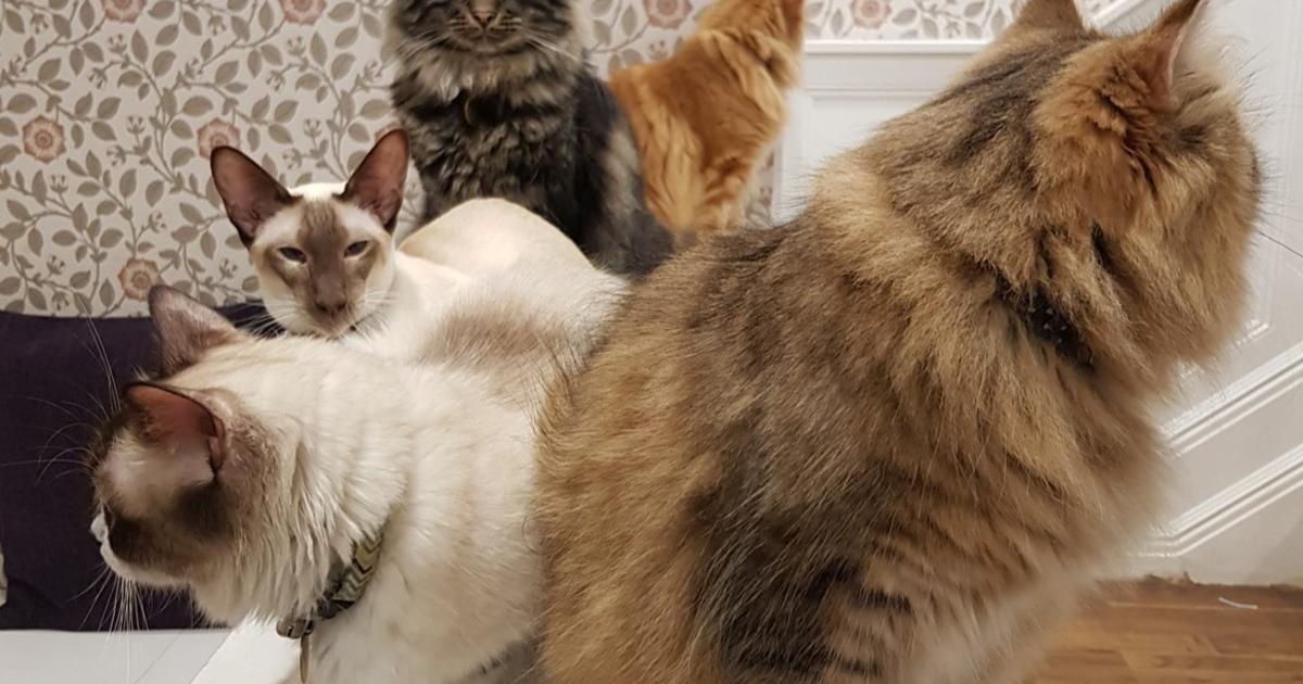Cat Cafe Liverpool | Day Out With The Kids