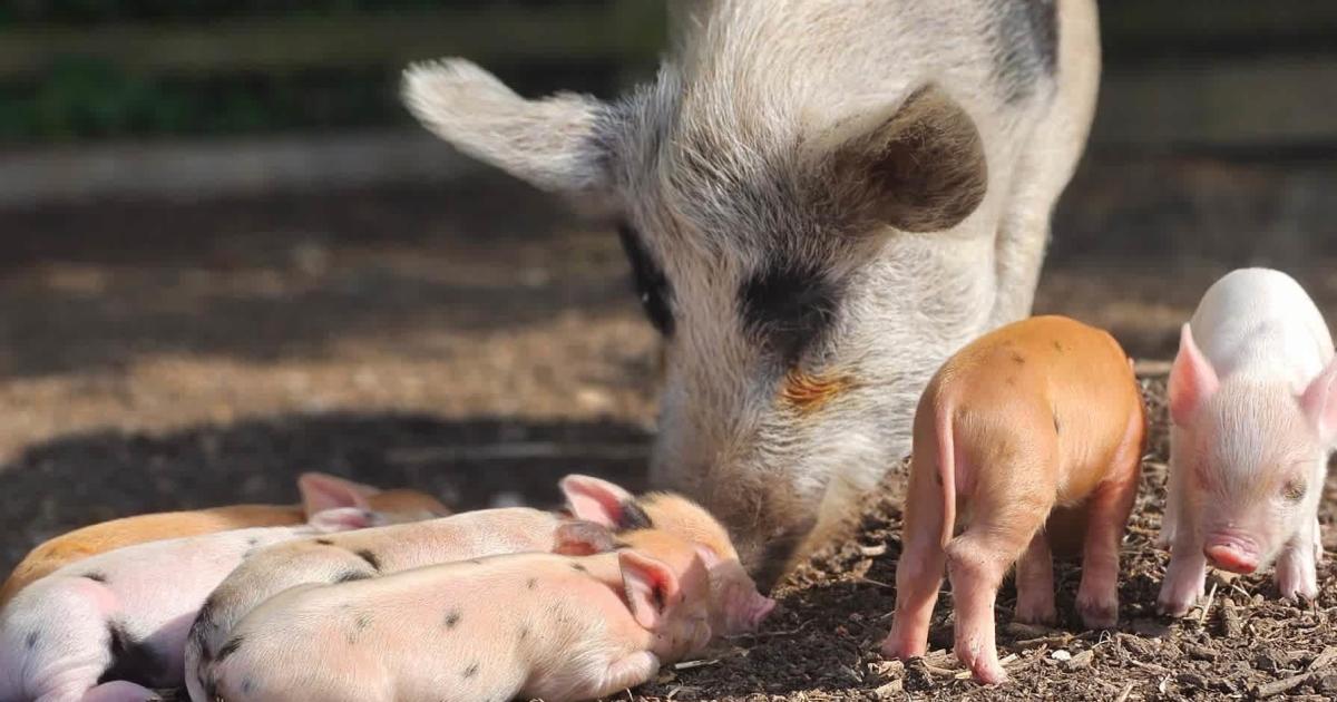 Pig Enthusiast Course at Kew Little Pigs Farm | Day Out With The Kids