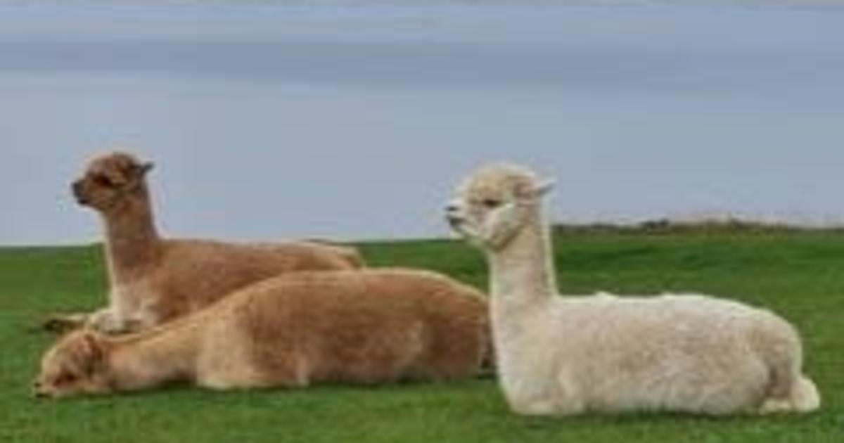 Alpaca Experience with Cream Tea | Day Out With The Kids
