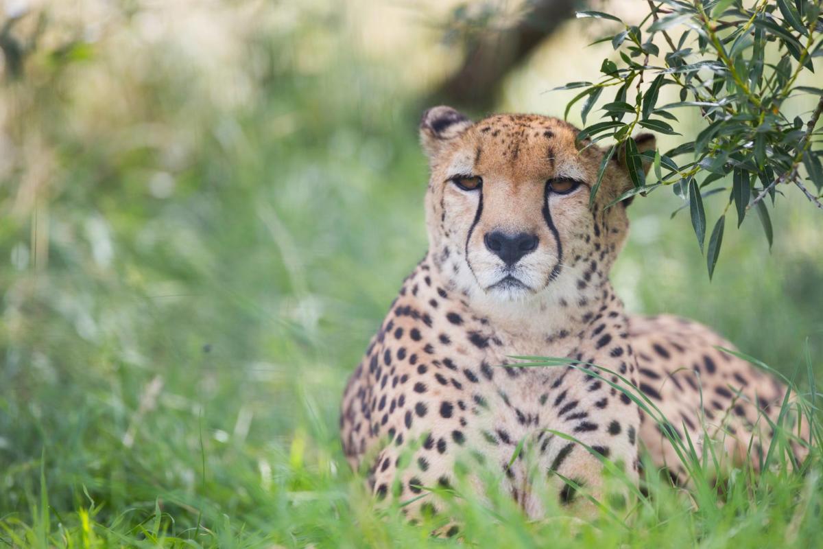 Hamerton Zoo Park | Day Out With The Kids
