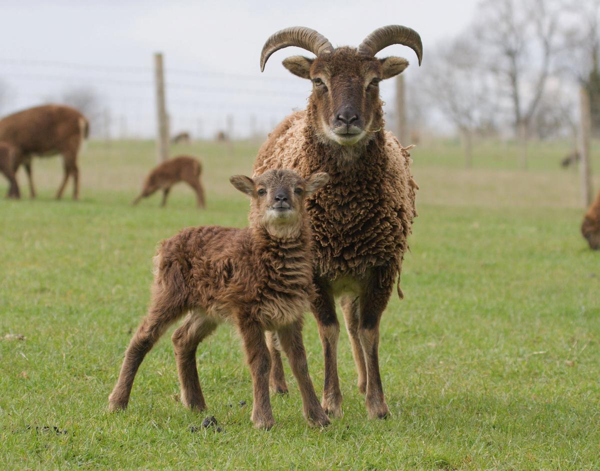 Mini Meadows Farm | Day Out With The Kids