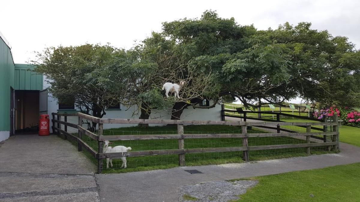 Moher Hill Open Farm | Day Out With The Kids