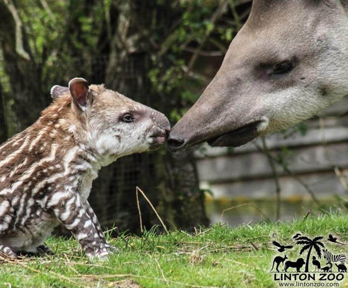 Linton Zoo | Day Out With The Kids