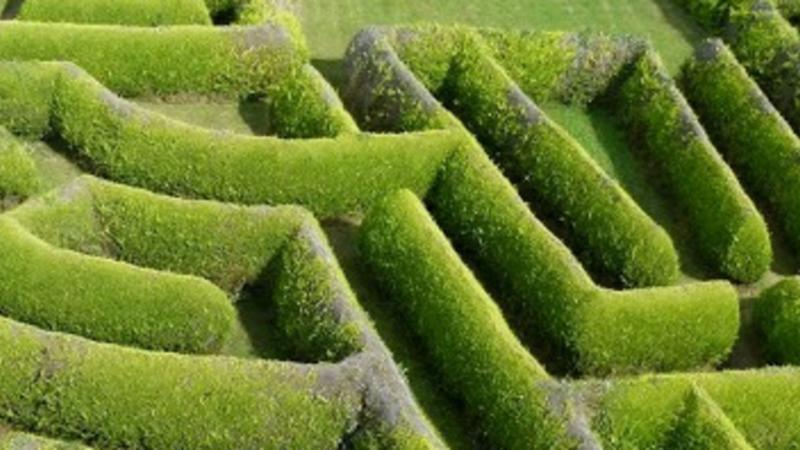 Kildare Maze | Day Out With The Kids