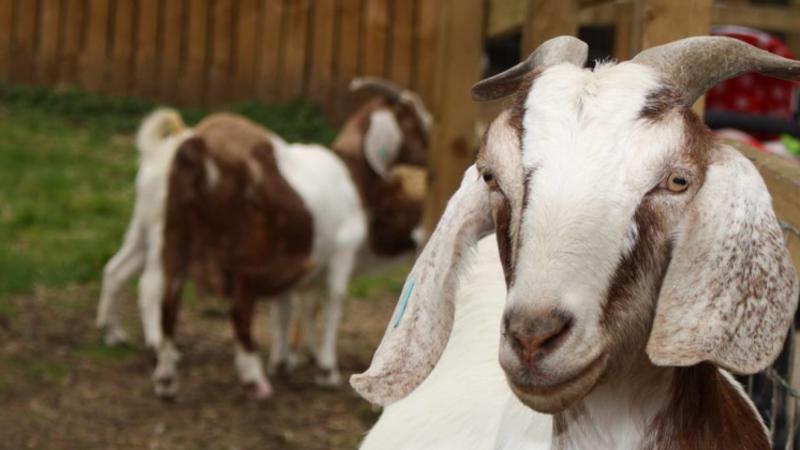 Windmill Hill City Farm | Day Out With The Kids