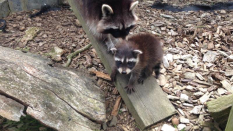 Hamerton Zoo Park | Day Out With The Kids