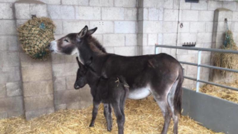 Reddish Vale Farm | Day Out With The Kids