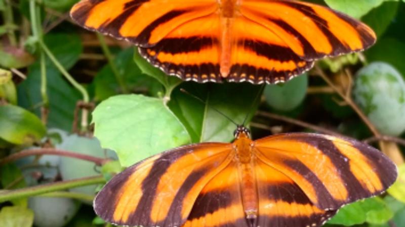 The Magic of Life Butterfly House | Day Out With The Kids