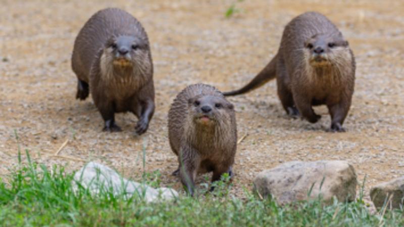 WWT Washington Wetland Centre | Day Out With The Kids