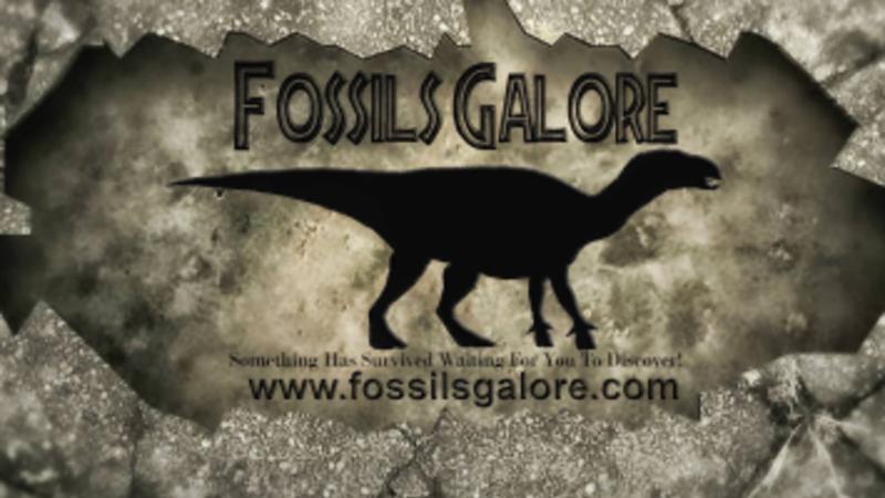 Fossils Galore | Day Out With The Kids